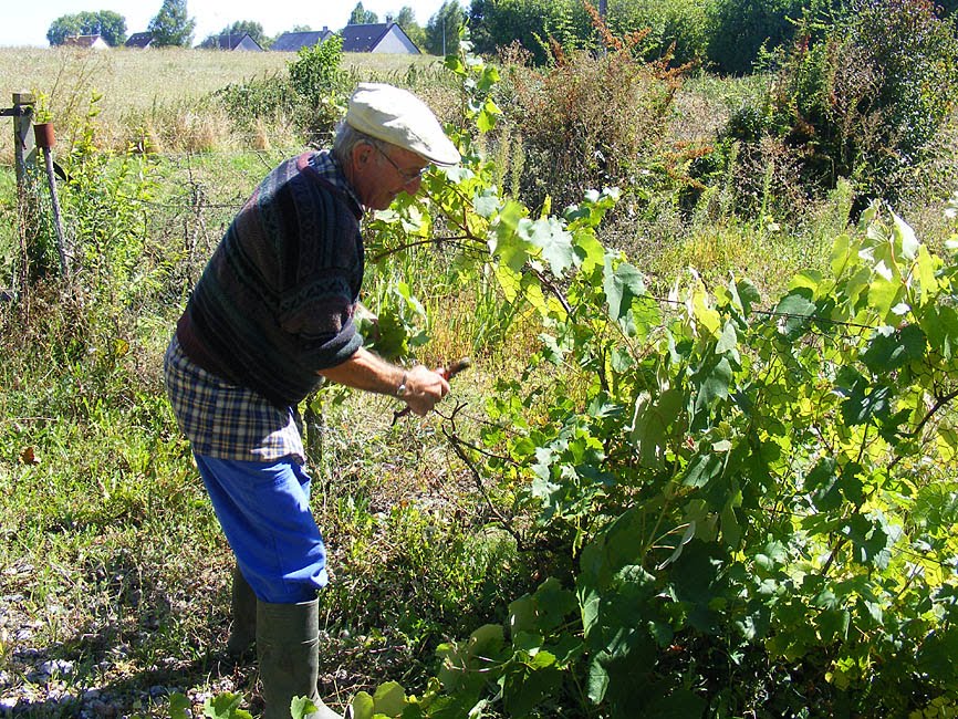 Days on the Claise: Maintaining the Grape Vines
