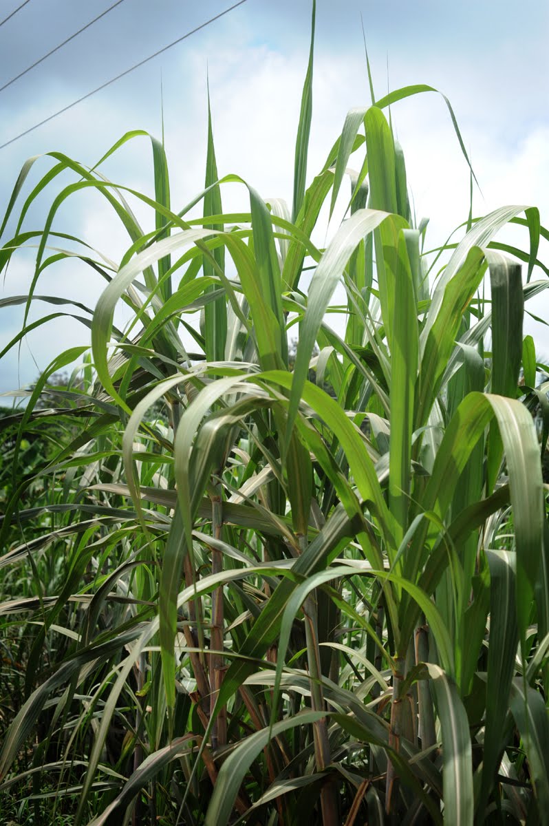 Adventures in Ghana: Important Plants of Ghana