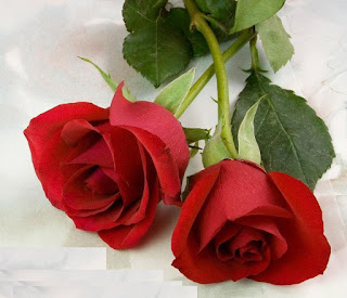 26+ Gambar Bunga Mawar Merah Segar - Gambar Bunga Indah