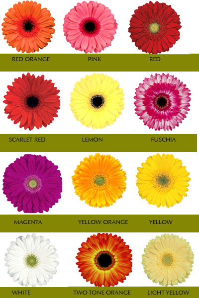 My Little Journey: Makna Bunga Berdasarkan Warna, Bentuk, dan Jumlanya