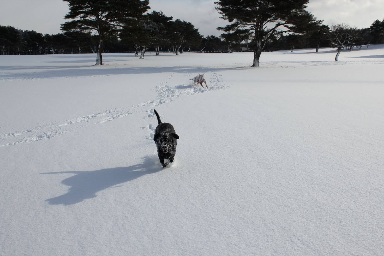 Japan!: Misawa Winter