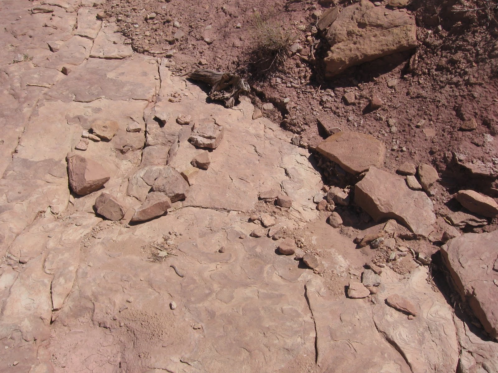 Four Corners Hikes-Arches National Park: Copper Ridge Dinosaur Tracks