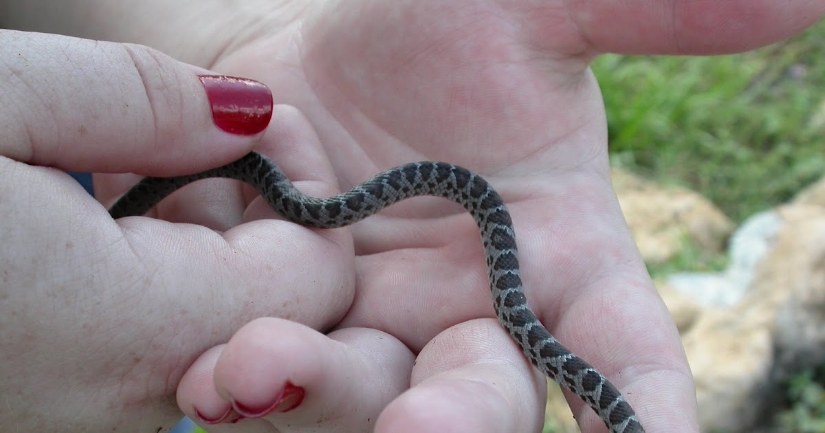 Baby Black Racer Snakes