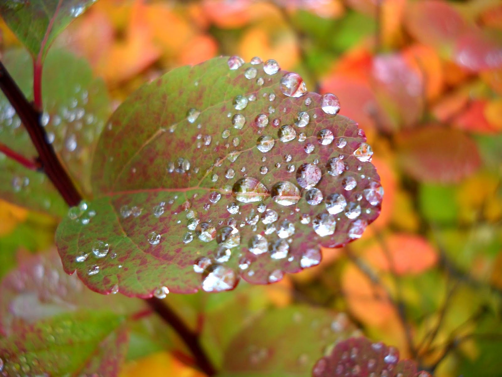 My Nature Photography: Autumn Raindrops