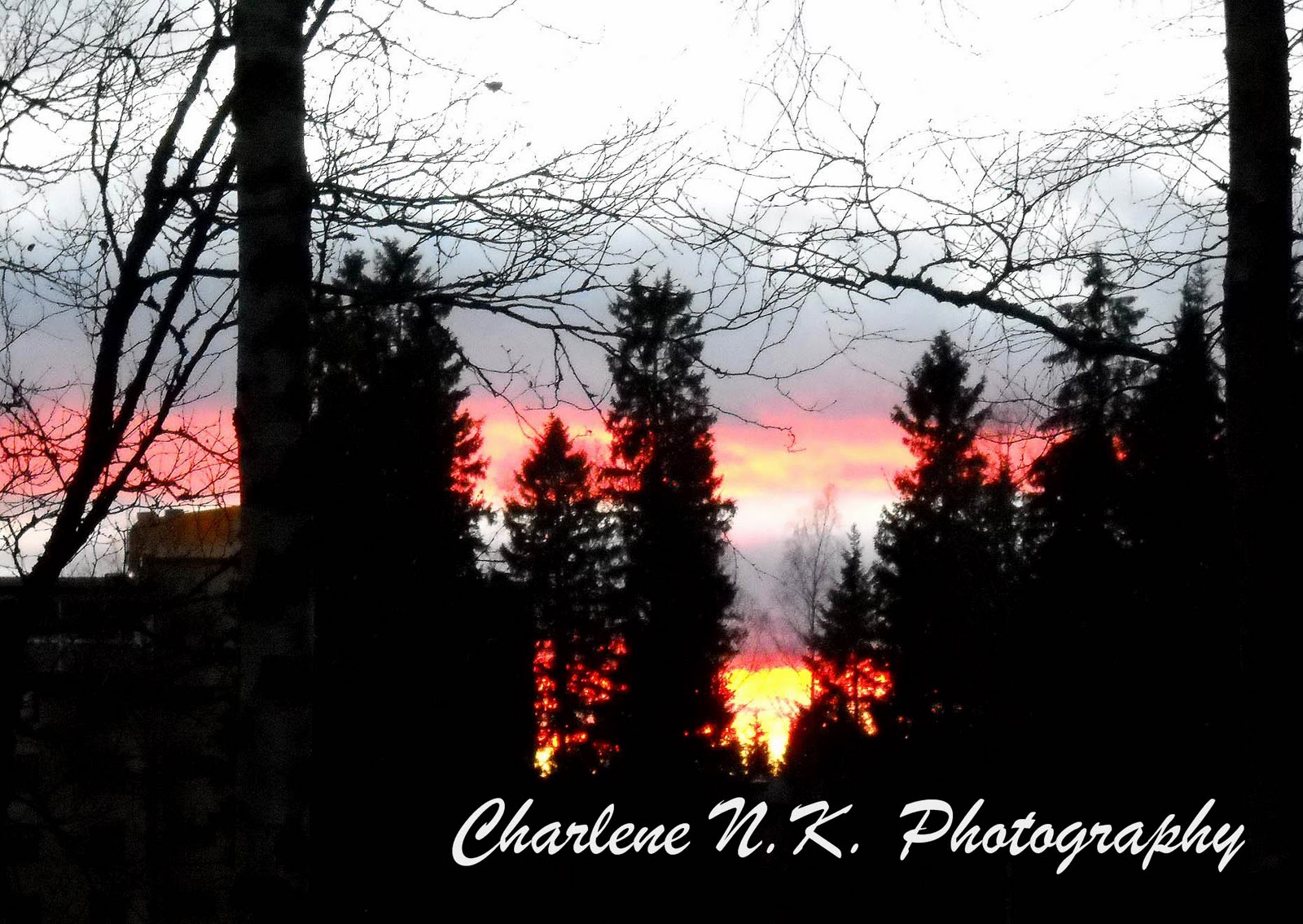 My Nature Photography: Morning, Noon and Evening