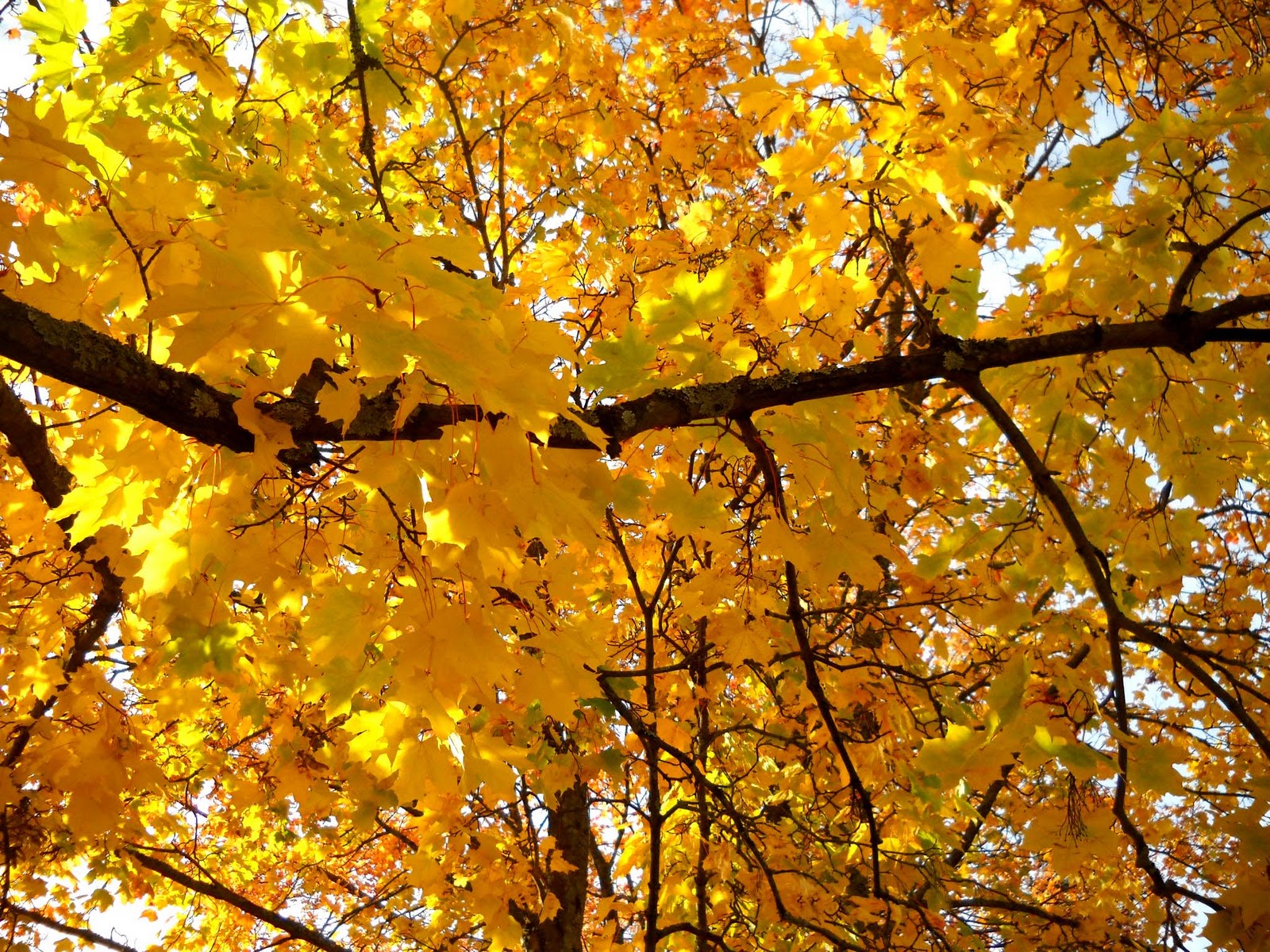 My Nature Photography: Under the Maple Trees