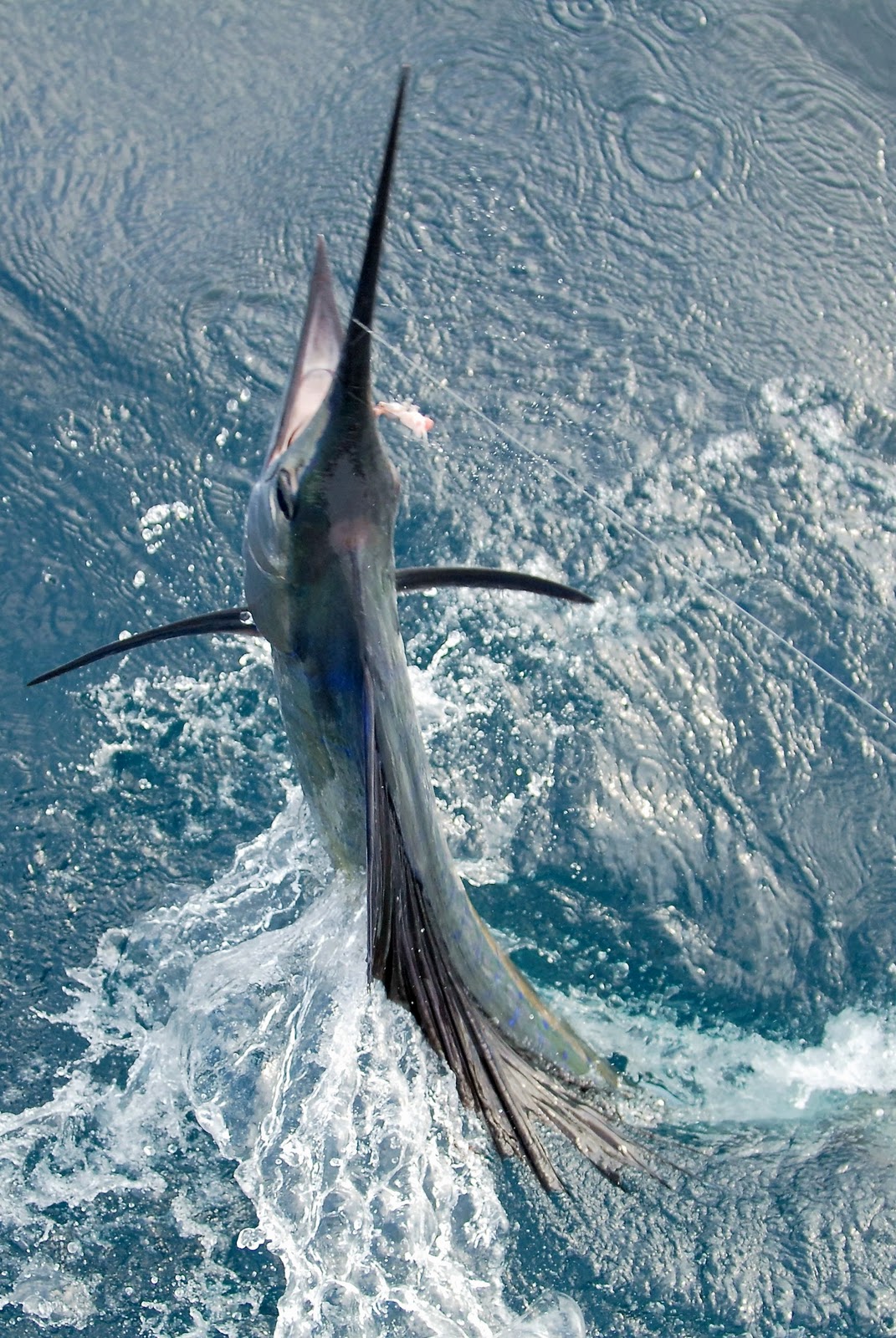 AFW & HI-SEAS Blog: Winter Sailfish: Tournament Time
