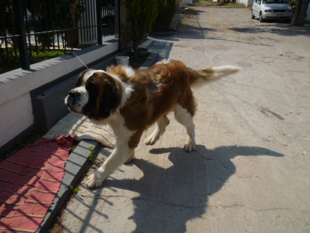 Ζ.Ο.Ε.Σ συνεχεια και στο Facebook : Zoofiliki Salaminas: Βρεθηκε σκύλος ...