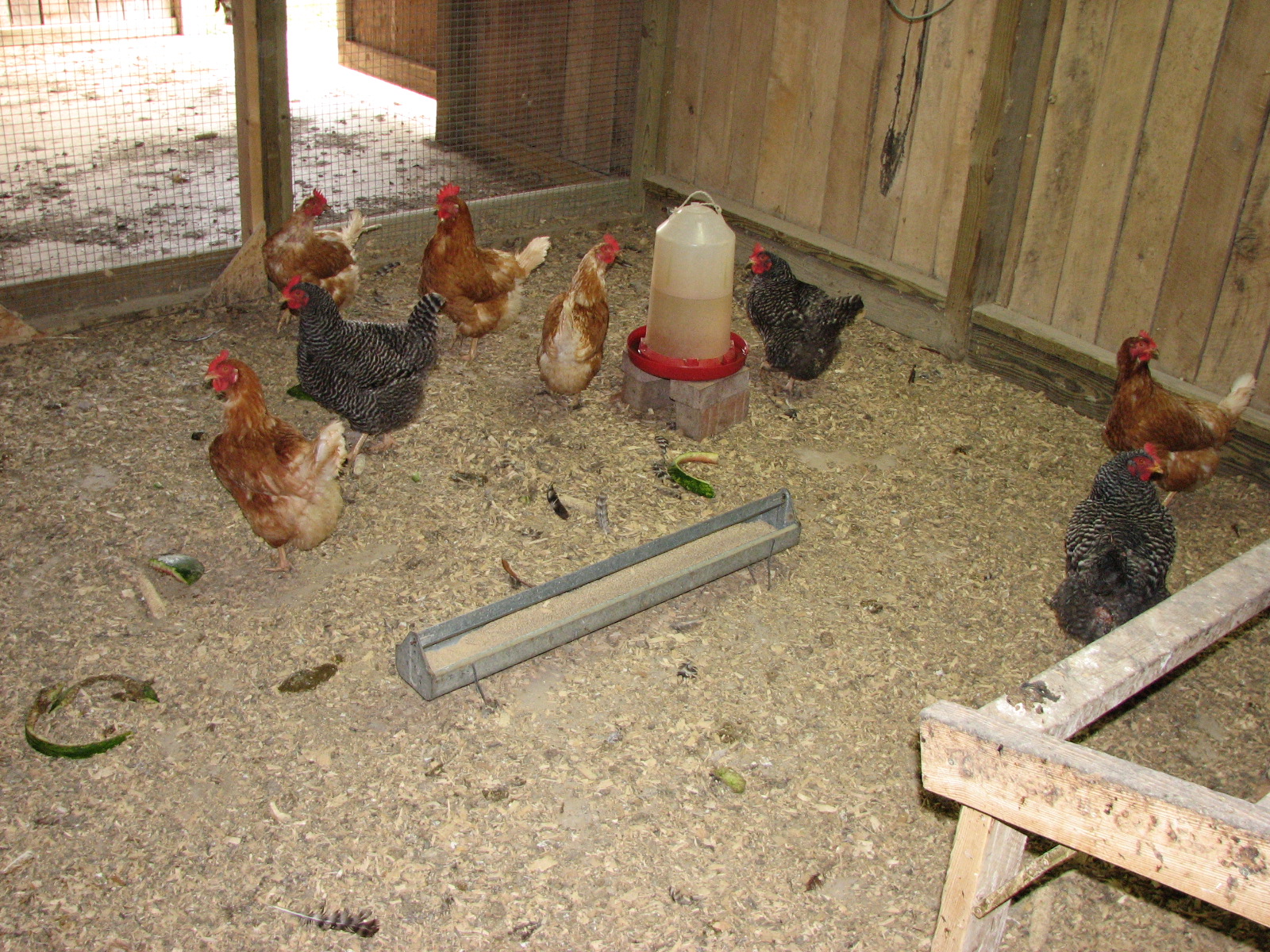 Peters Creek Farm: And then there were eight