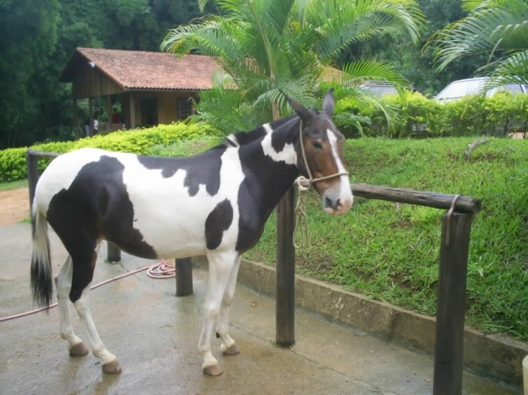 BURRINHO: Mula ou Burro