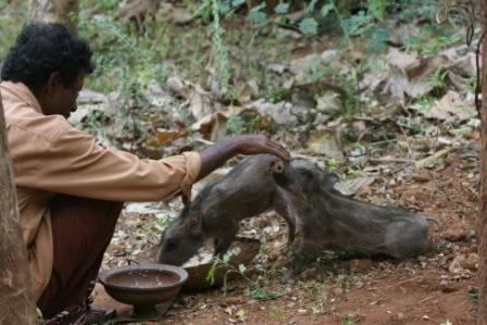 Bloodthirsty wild animal best blog: Wild banshee animal