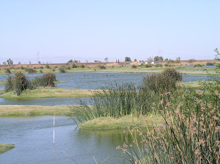 Davis, CA: Davis wetlands pictures