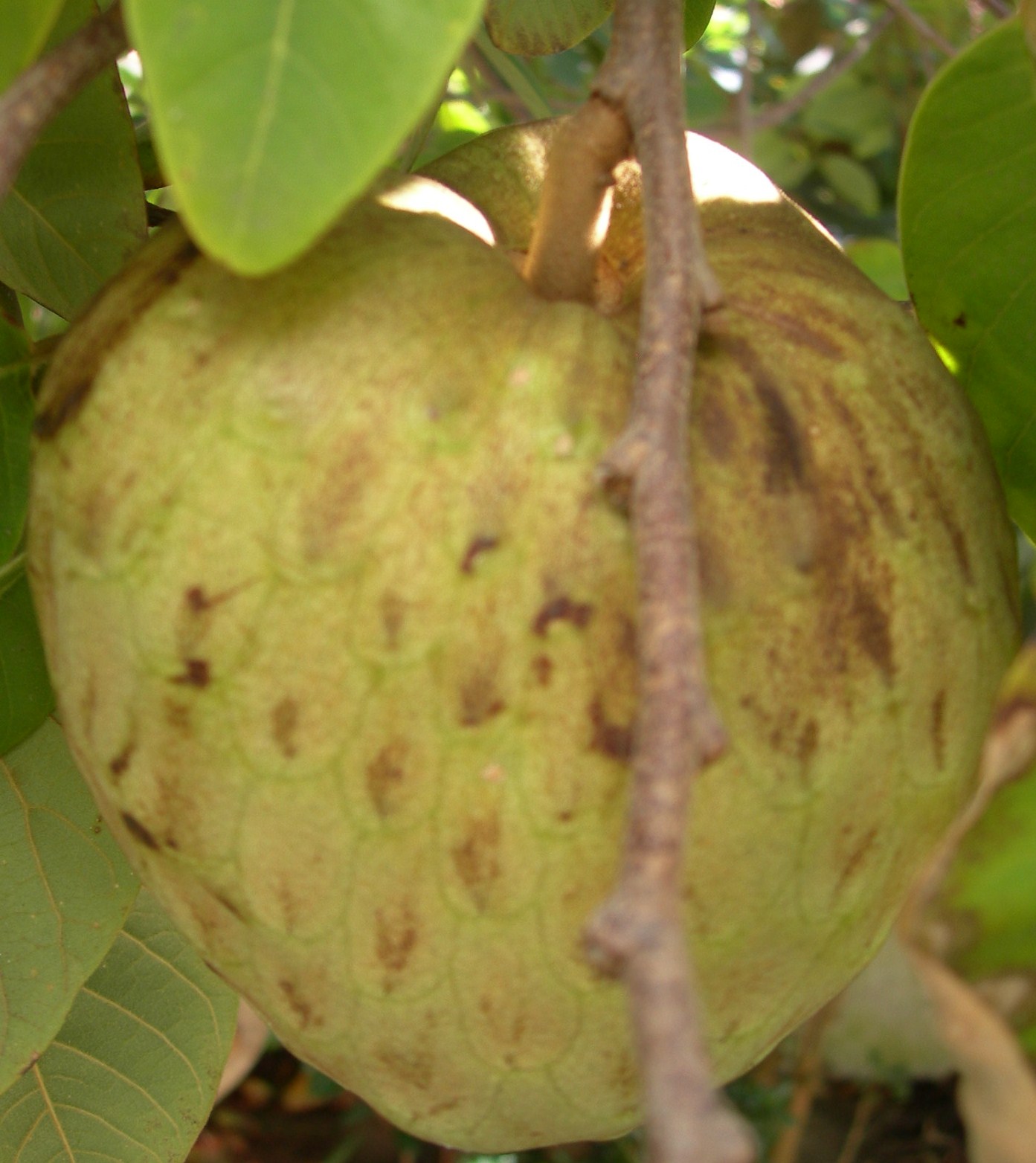 Verde Mundo - Plantae: Anona