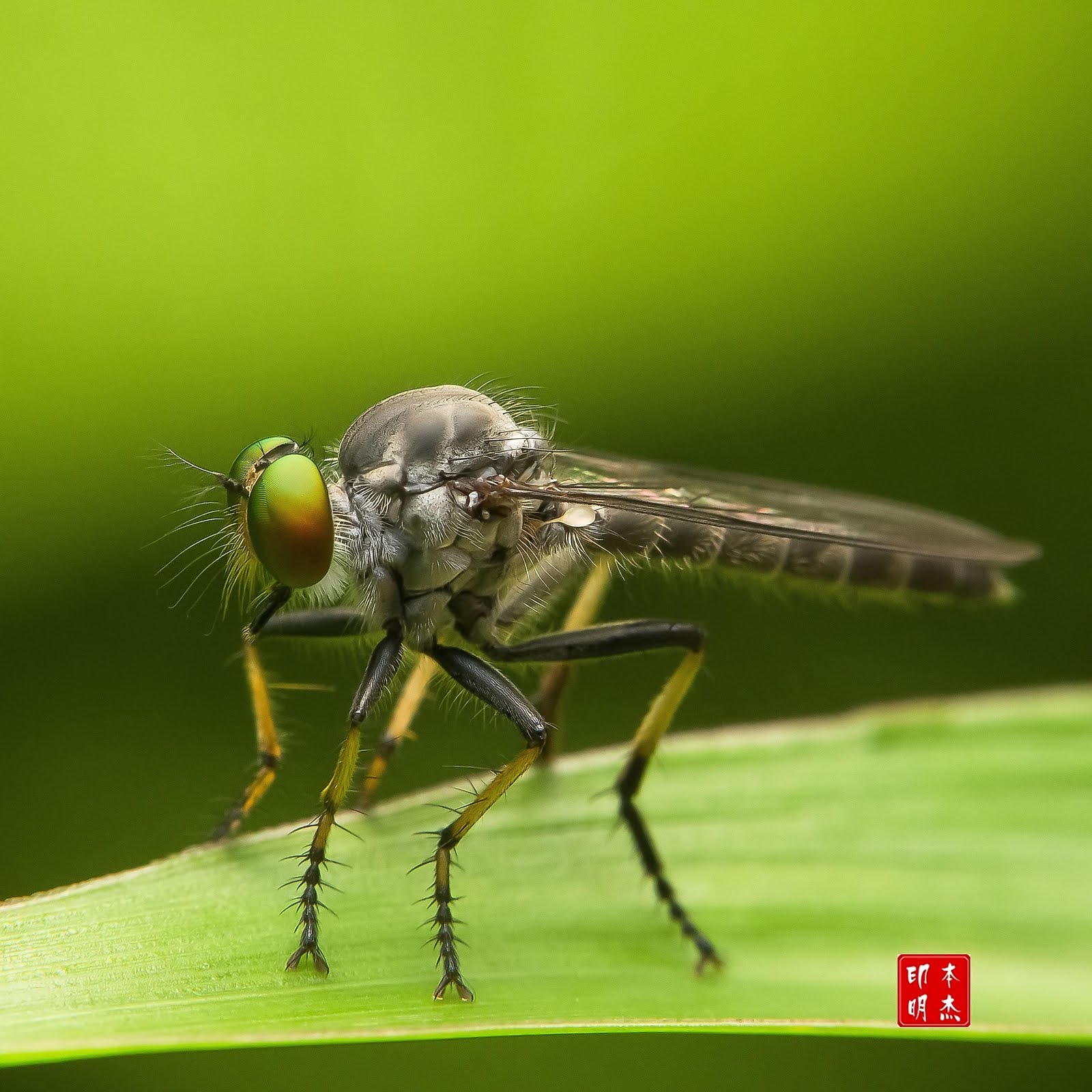 Benjamin photography: Insects kingdom- Robberfly