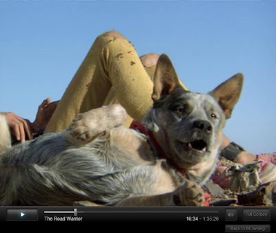 Mad max dog - hacbeijing