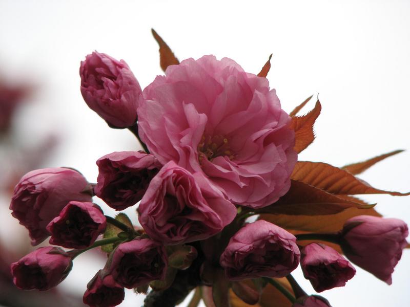 A shade of life...: Florile de cires