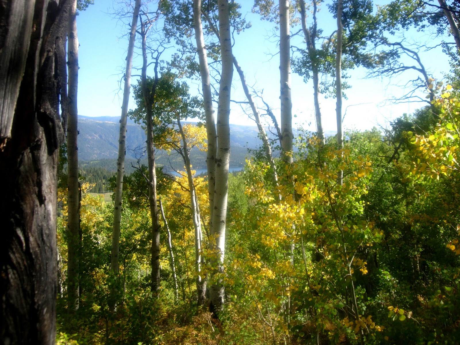 The Wells Group Mountain Resort Real Estate Blog: Top 10 Reasons to ...