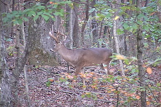 Pursuit Hunting: The Crown Buck