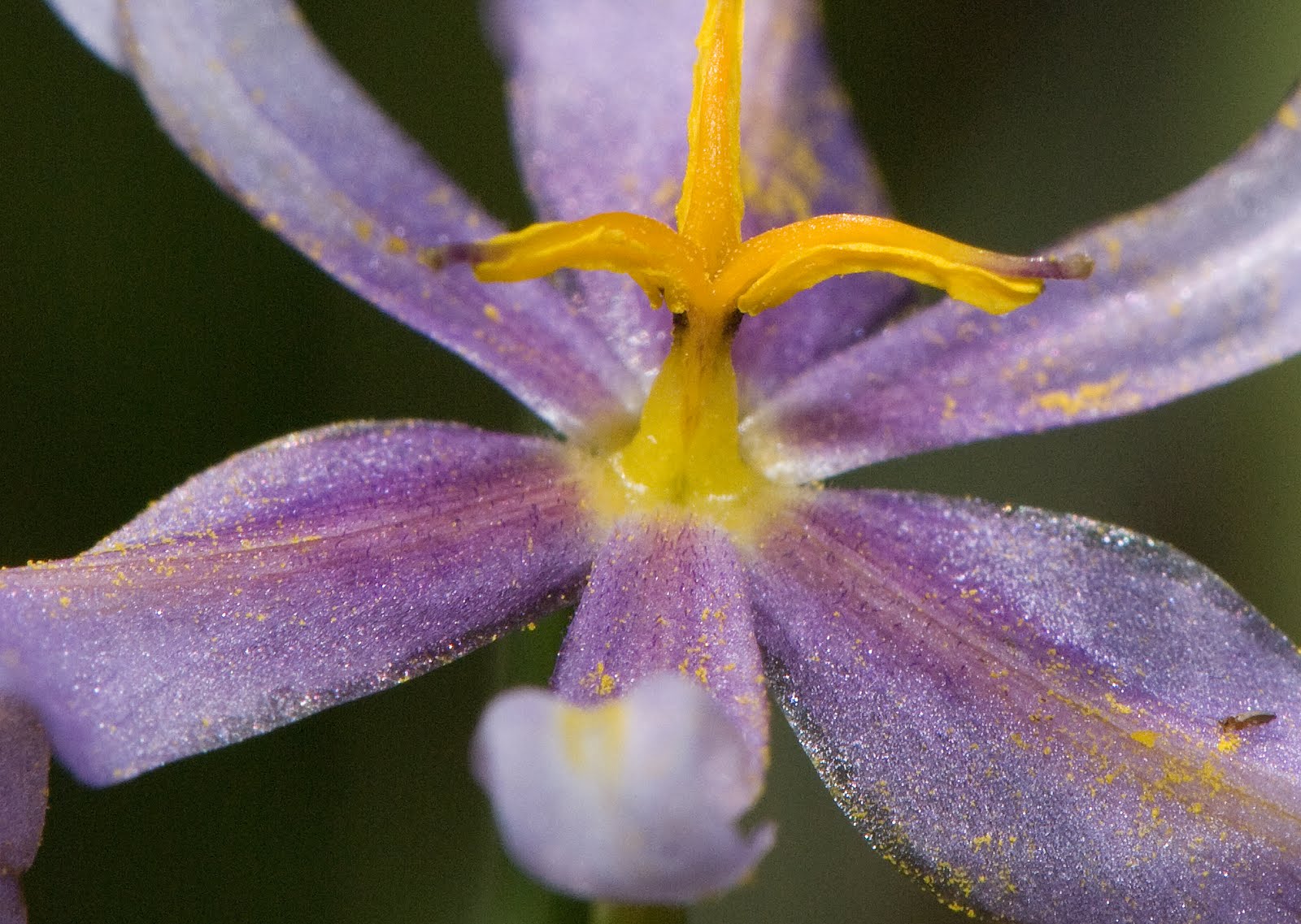 FOTOGRAFIAS DE LA FLORA AUTOCTONA DEL URUGUAY: Calydorea amabilis