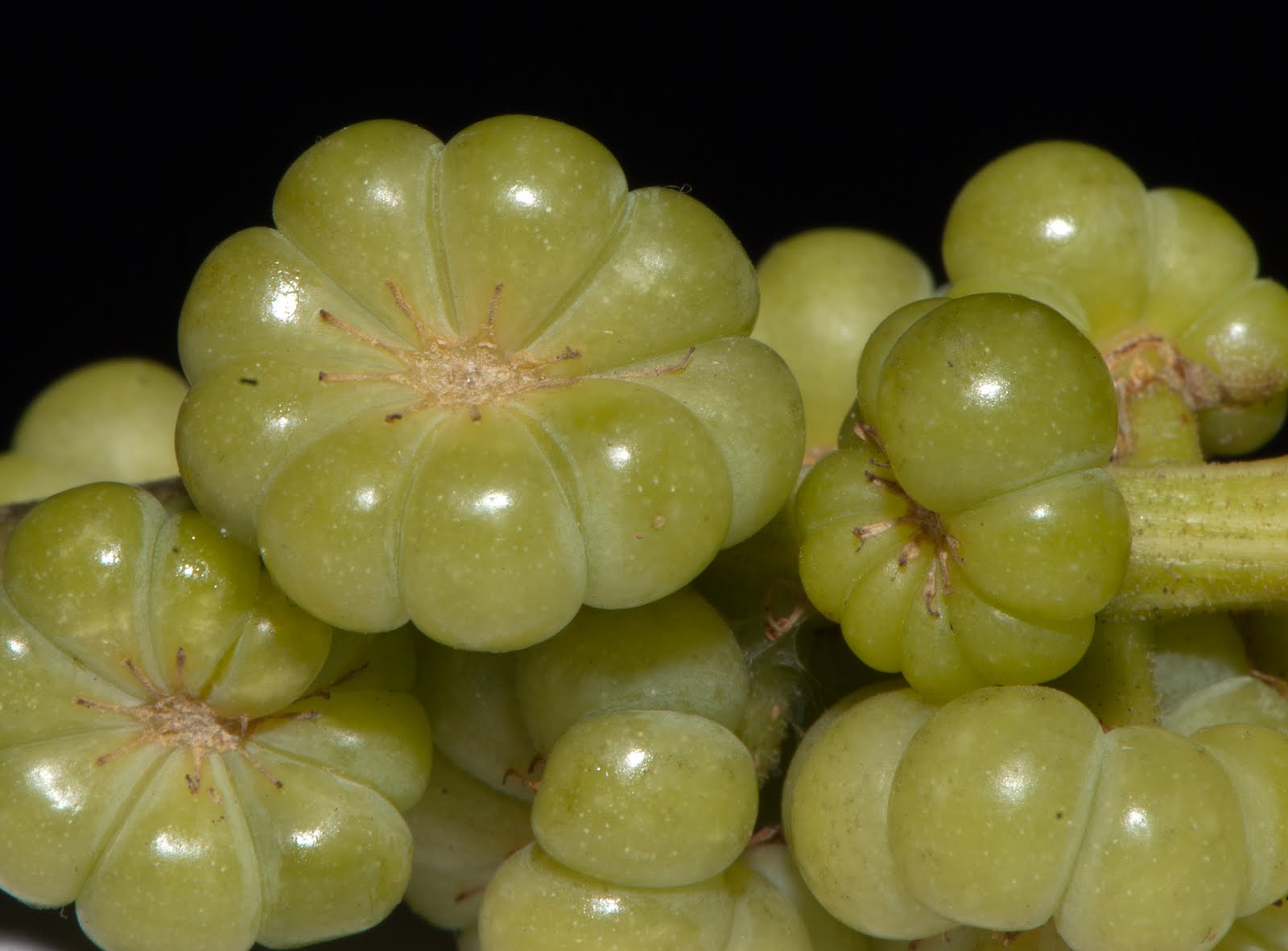 FOTOGRAFIAS DE LA FLORA AUTOCTONA DEL URUGUAY: OMBÚ