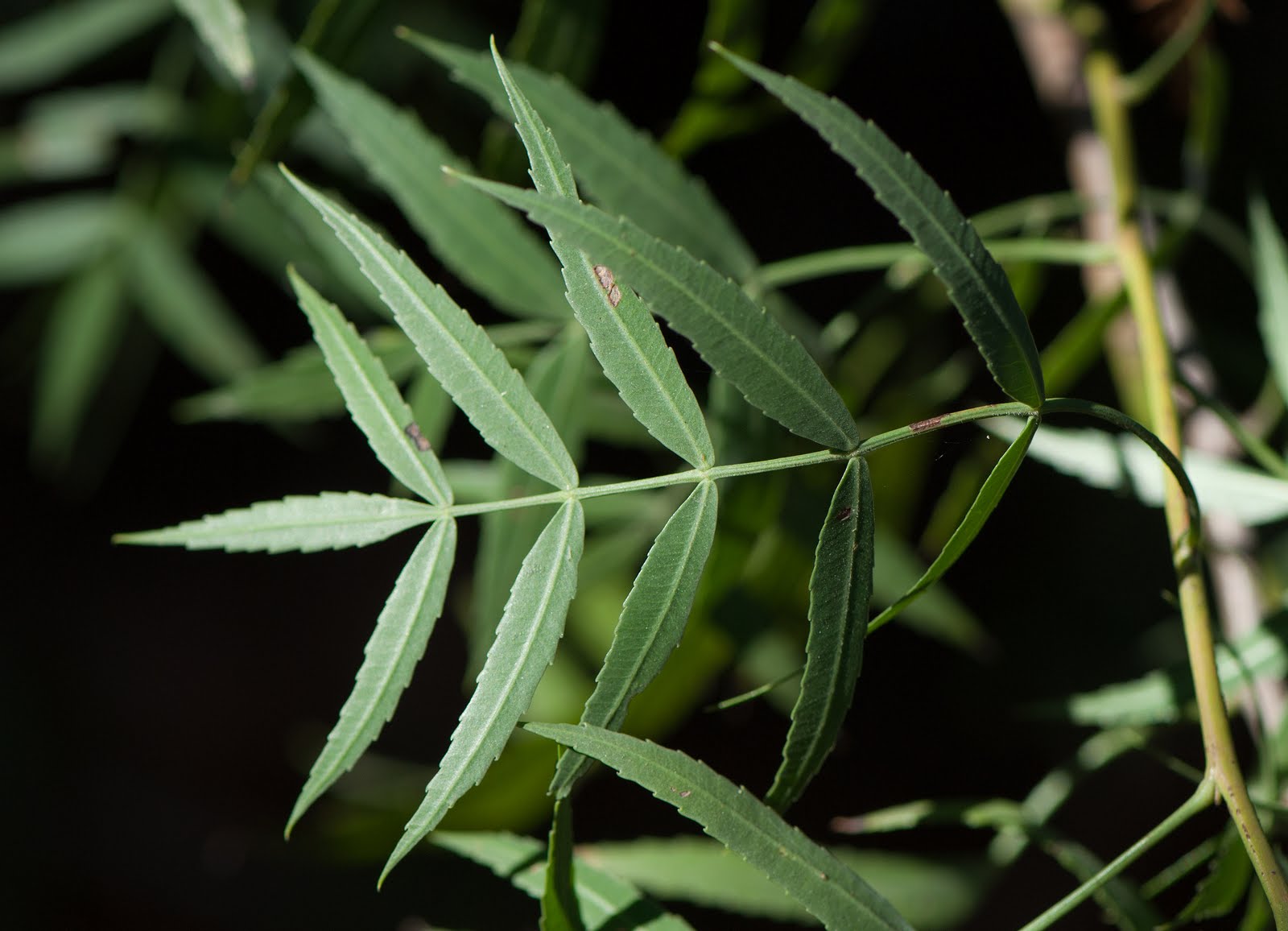 FOTOGRAFIAS DE LA FLORA AUTOCTONA DEL URUGUAY: ANACAHUITA