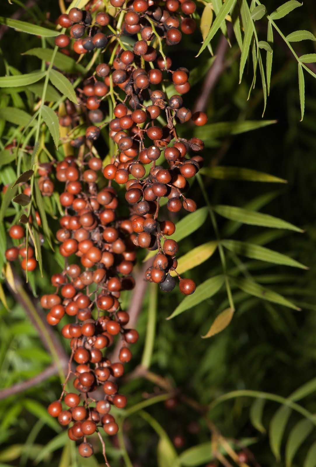 FOTOGRAFIAS DE LA FLORA AUTOCTONA DEL URUGUAY: ANACAHUITA