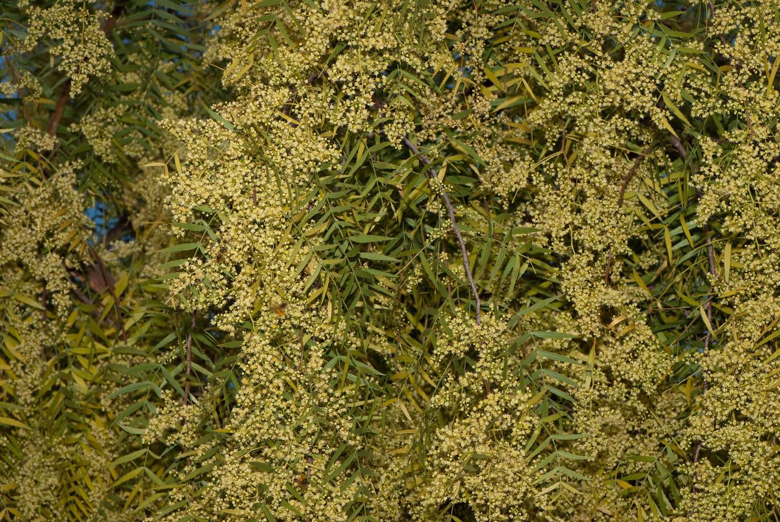 FOTOGRAFIAS DE LA FLORA AUTOCTONA DEL URUGUAY: ANACAHUITA