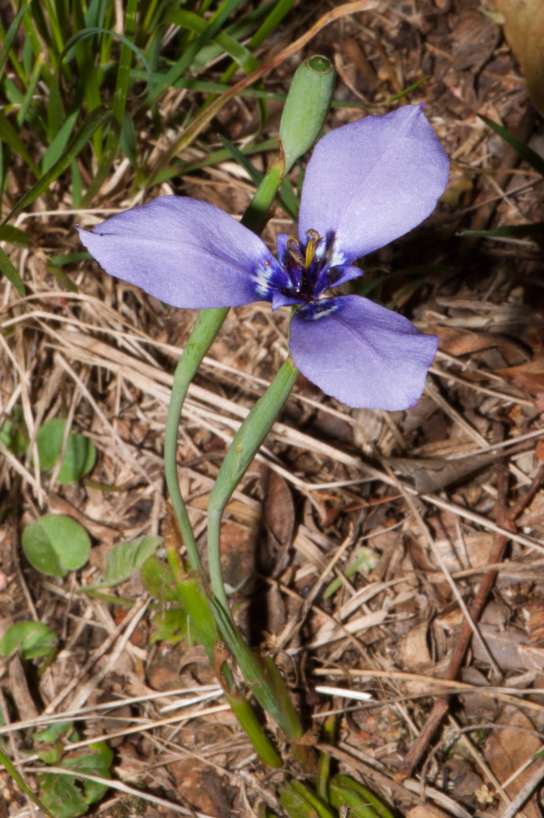 FOTOGRAFIAS DE LA FLORA AUTOCTONA DEL URUGUAY: BIBÍ DEL CAMPO ...
