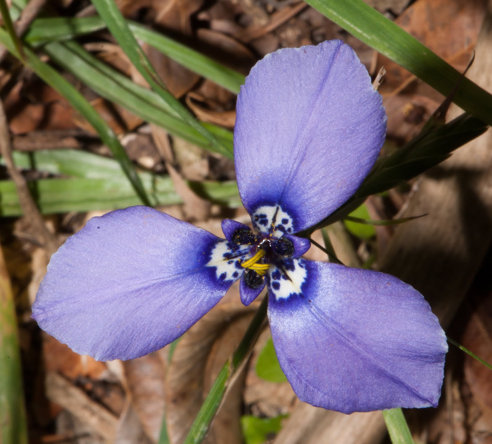 FOTOGRAFIAS DE LA FLORA AUTOCTONA DEL URUGUAY: BIBÍ DEL CAMPO ...