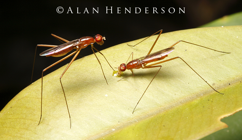 Minibeast Wildlife - Rainforest Encounters: September 2010
