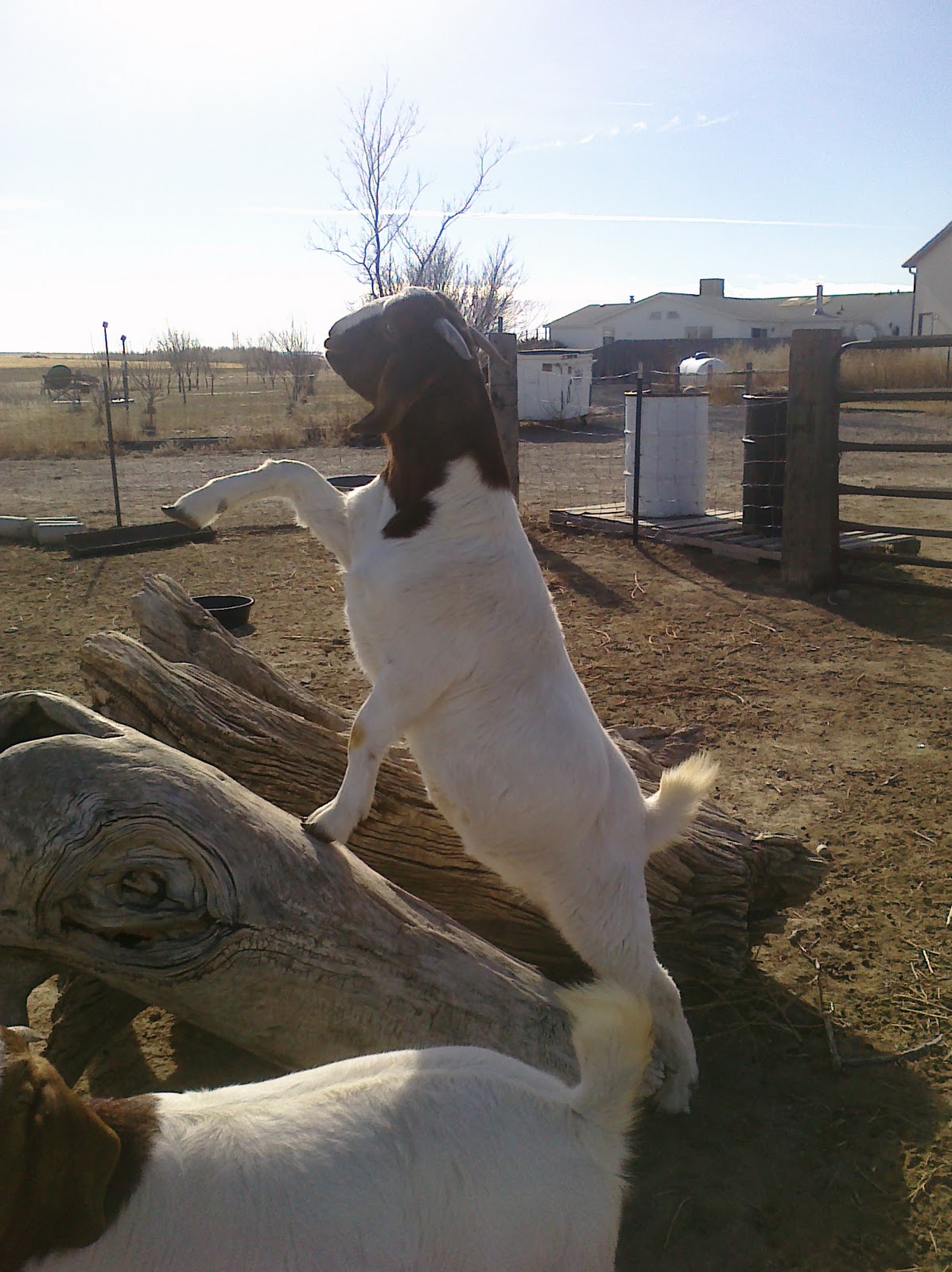 Twister Alley Ranch: Photos of the Ranch!