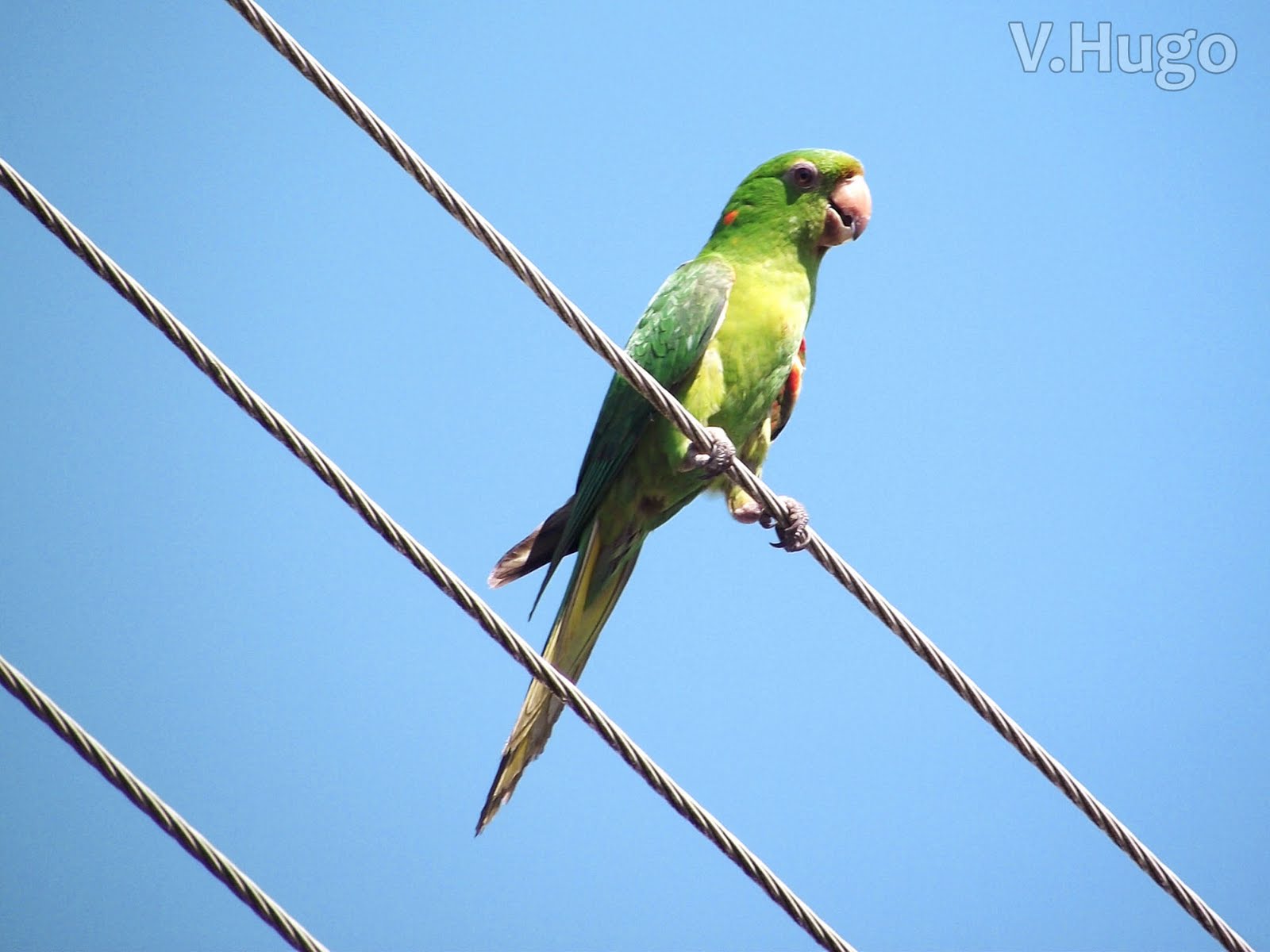 Notícia & Ação: Maritacas
