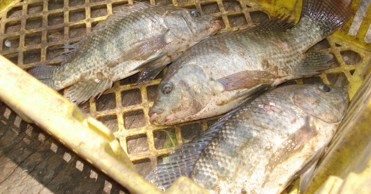 Criadero de Mojarras