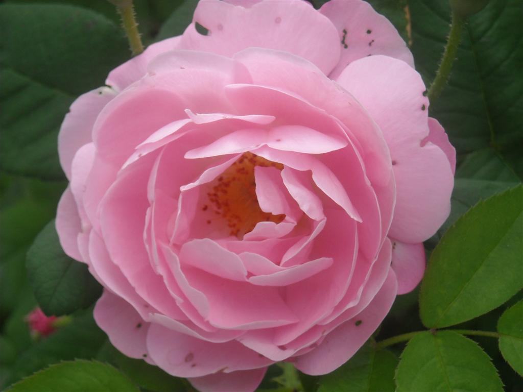 Knitty, Vintage and Rosy: Roses, Peonies and Thrifty Finds