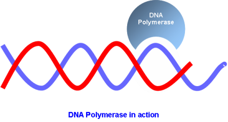MolecularHUB: Choosing the right DNA polymerase for your PCR