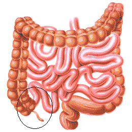 Updates from Crohnsville: Just a little diagram...