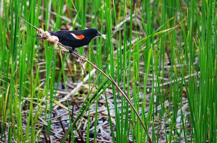 The Photos I Take: Dandelions, Tree, Bird who eats Cattails