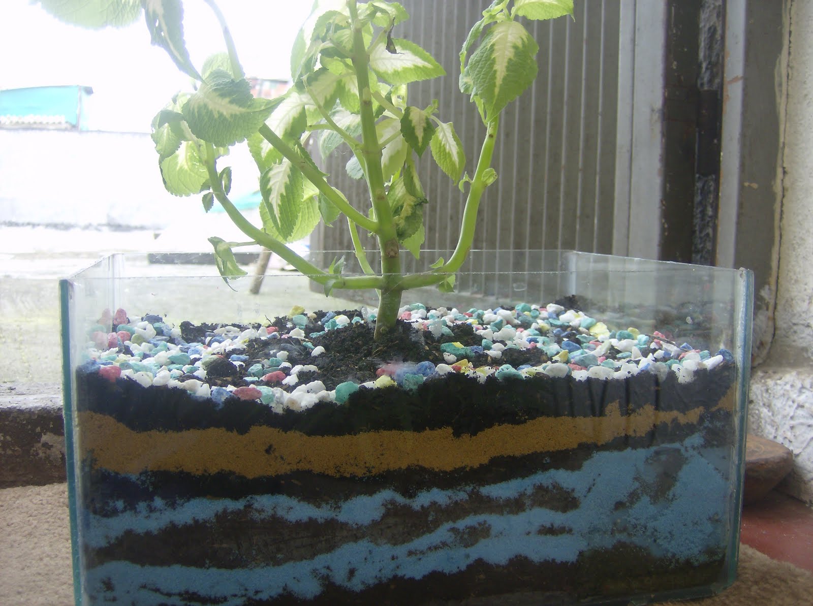 EL TERRARIO UN PEQUEÑO MUNDO POR CONOCER: OBJETIVO DEL TERRARIO