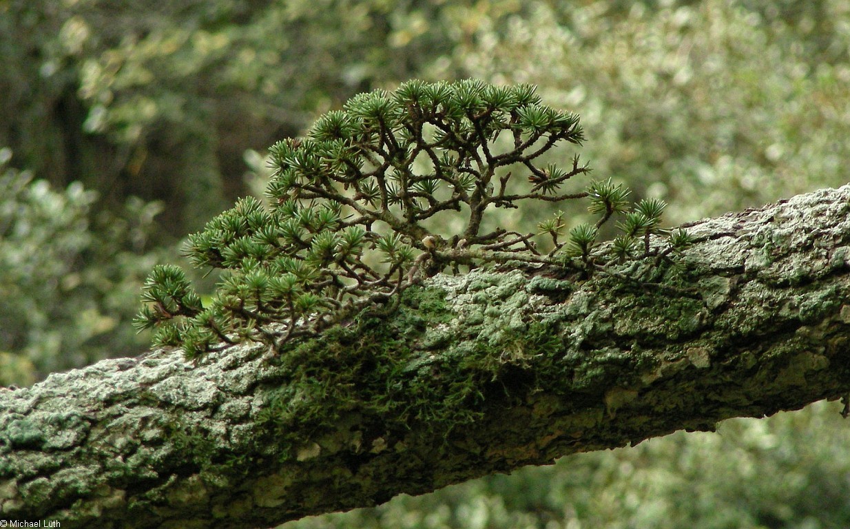 Mosses round the World: Zypern - Cyprus