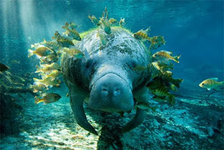 Carnet intime d'un ornithorynque concupiscent