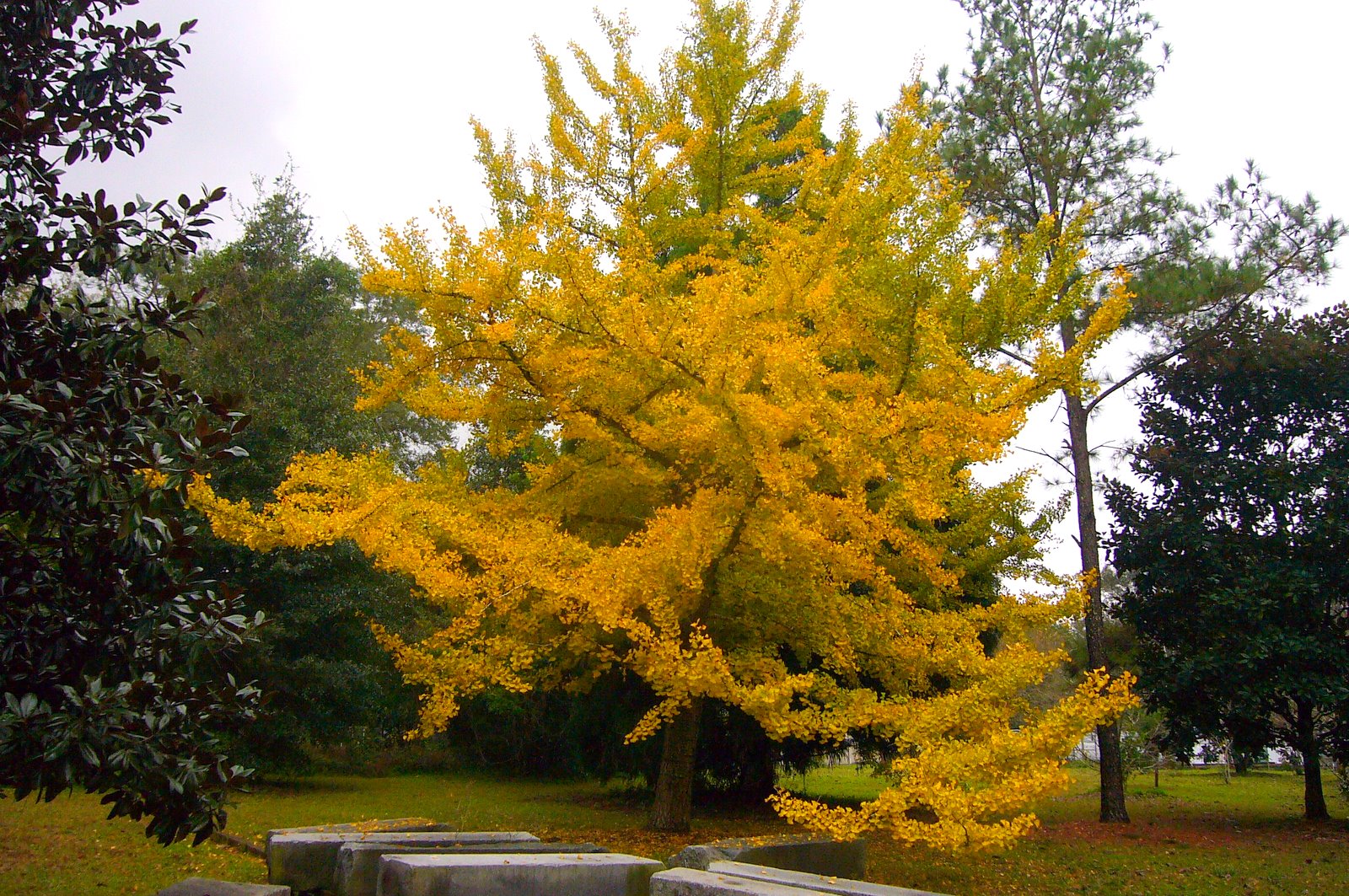 Diary of a Garden: Ginkgo Tree - Mobile Botanical Gardens