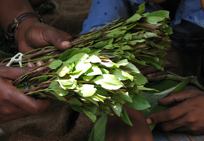 DaveGoesToAfrica: Khat Concerns Rise as Use in U.S. Grows