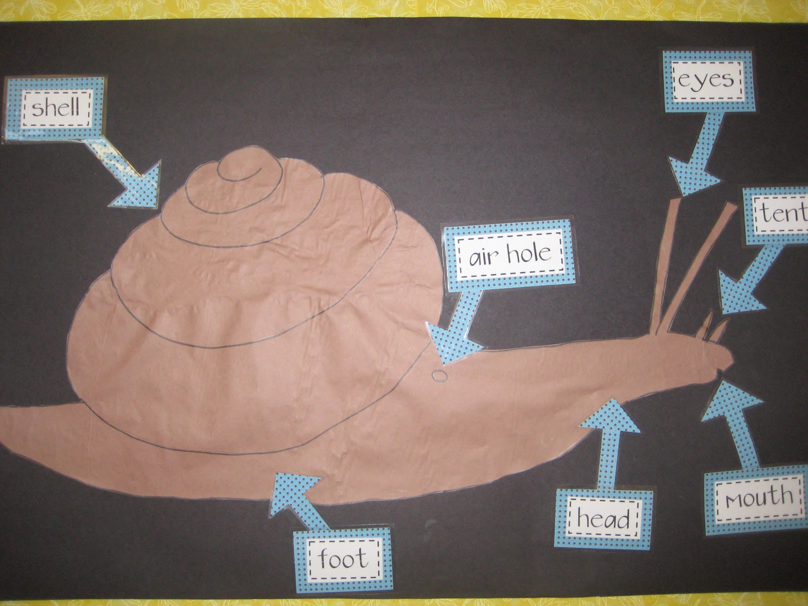 Finally in First: Snail Study