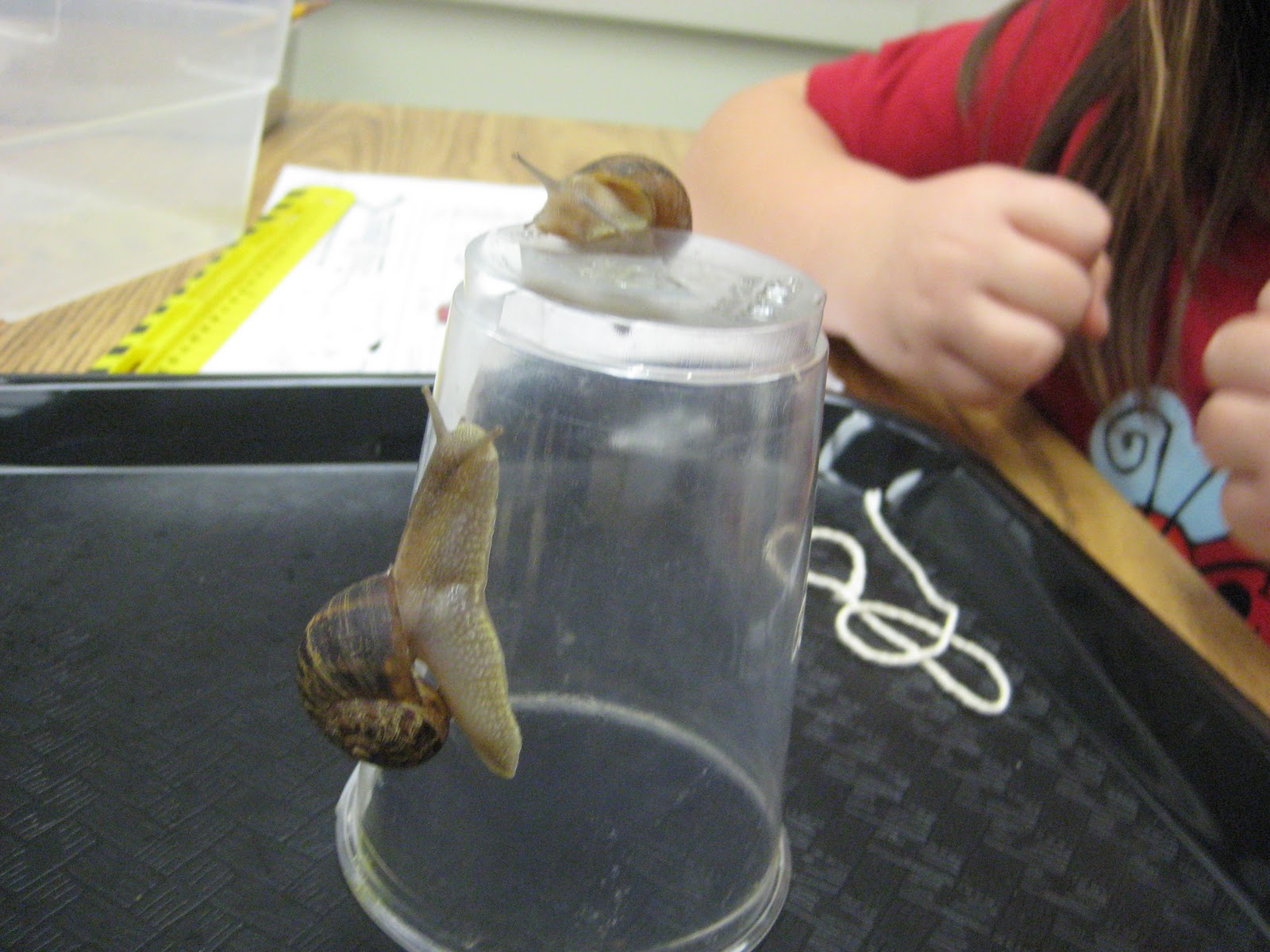 Finally in First: Snail Olympics!