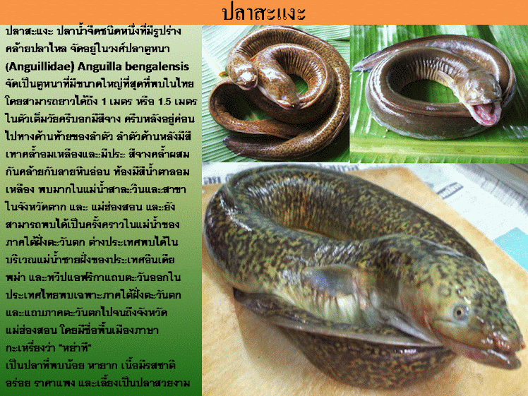 ปลาสาละวิน salween fish: ซูมซอกแซก ไปกินปลาสาละวิน