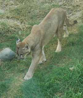 fotos_luisborja: PUMA ANDINO
