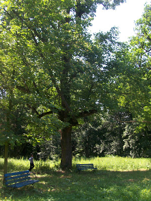 Imagini din Valeni: Arborele de Lalea din Parcul Dendrologic Valeni