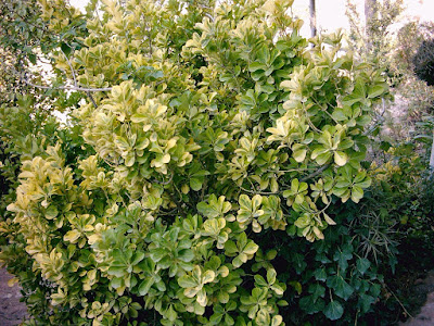 BONETERO DEL JAPON - BOTÀNIC SERRAT