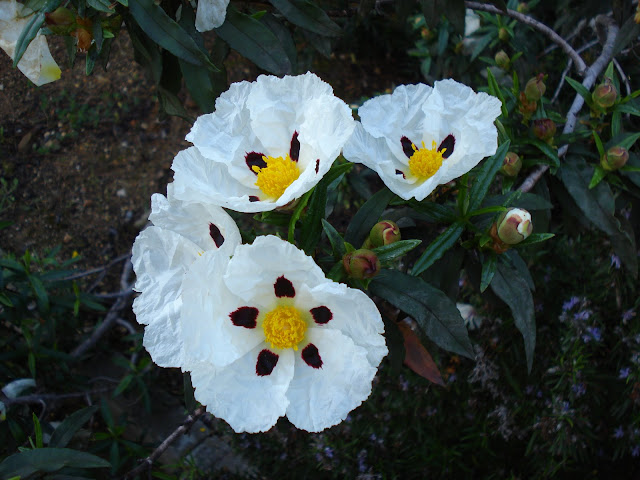 JARA COMUN - BOTÀNIC SERRAT
