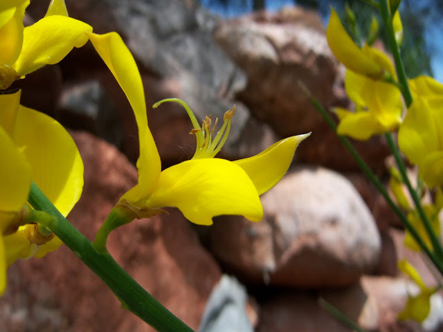 Flor de RETAMA - BOTÀNIC SERRAT